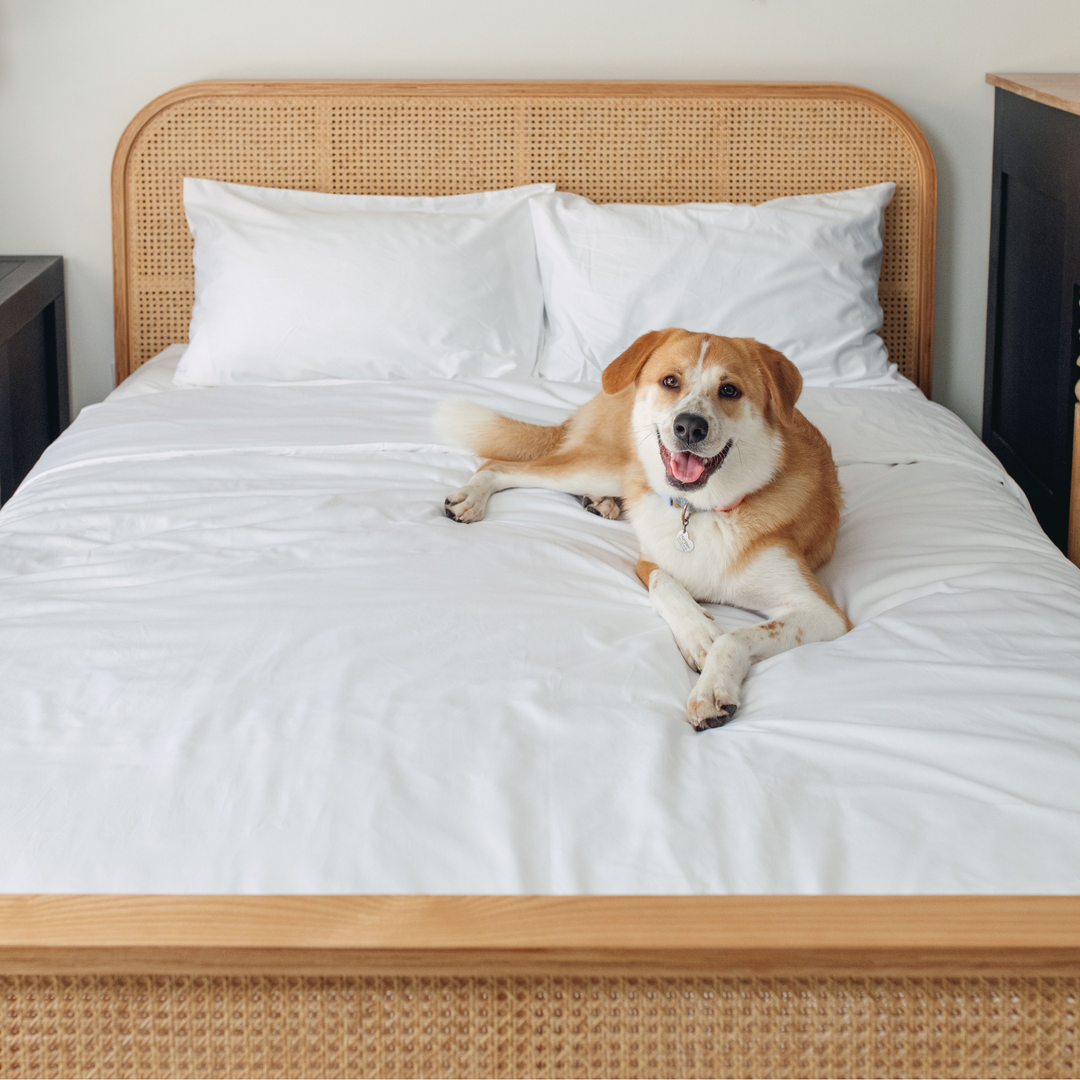 Dog-Friendly Duvet Cover Set – Paw.com