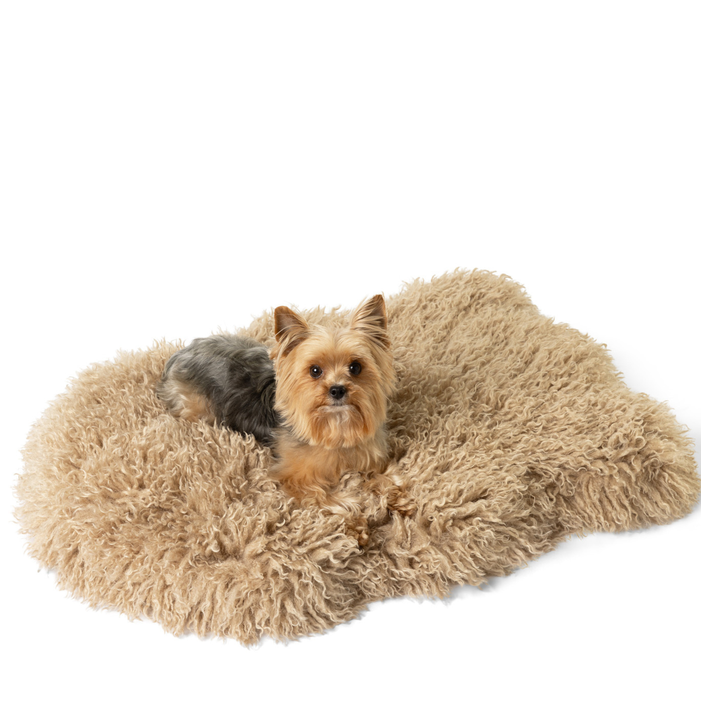 PupRug® Luxe Faux Fur Orthopedic Dog Bed - Plush Sheep Tan – Paw.com
