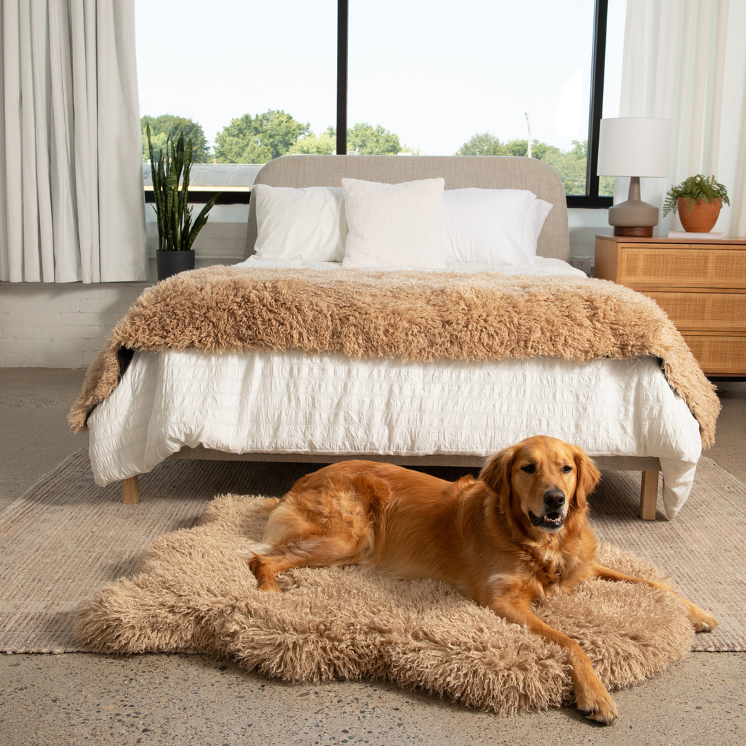 PupRug® Luxe Dog Bed & Runner Bundle, Plush Tan – Paw.com