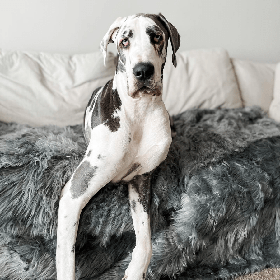 PupProtector™ Dig Blanket for Couch, Charcoal Grey – Paw.com