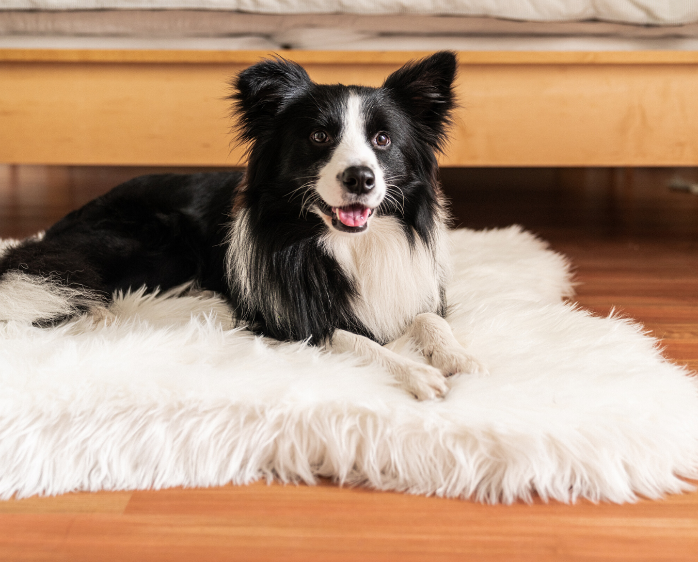 PupRug® Junior Bundle: Dog Bed & Waterproof Blanket, White – Paw.com