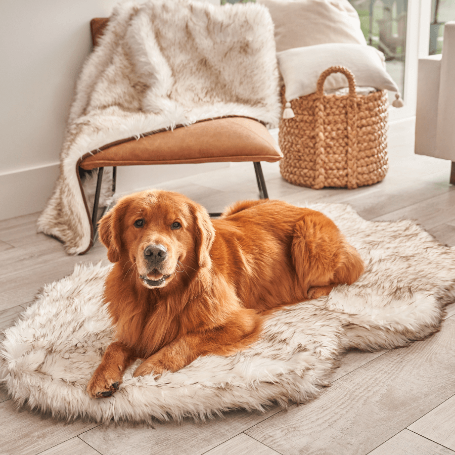 PupRug® Orthopedic Dog Bed, White – Paw.com