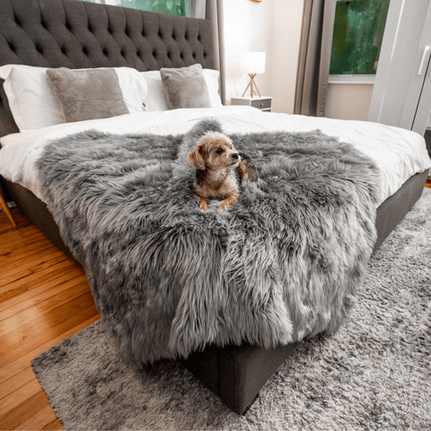 PupProtector™ Dig Blanket for Couch, Charcoal Grey – Paw.com