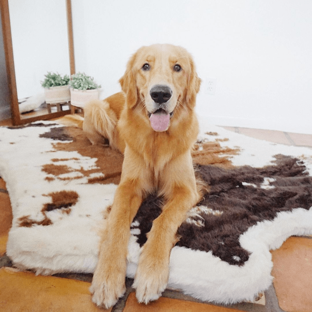 Brown Faux Cowhide Dog Bed - Rug Look – Paw.com